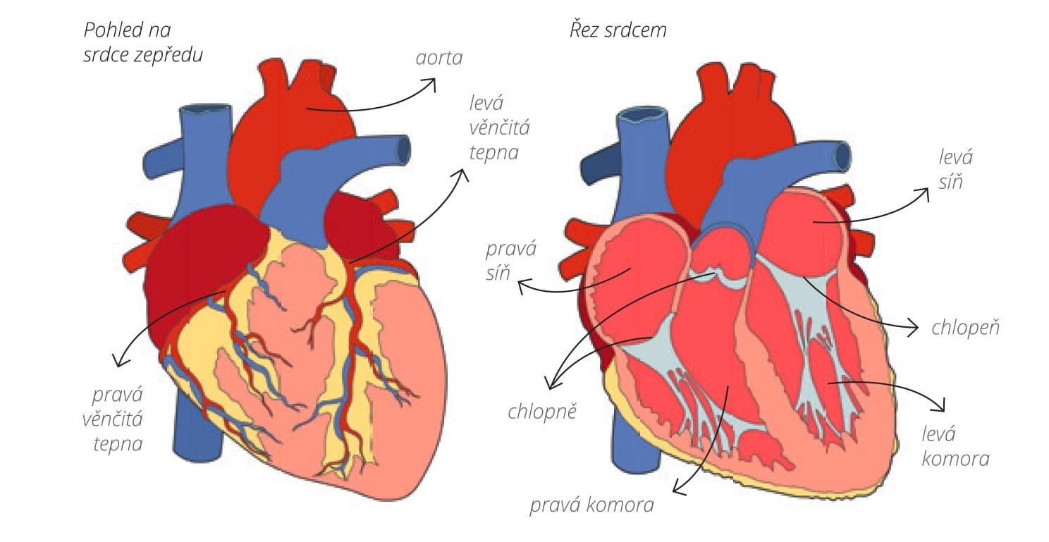 Prevence infarktu a mrtvice | Loono